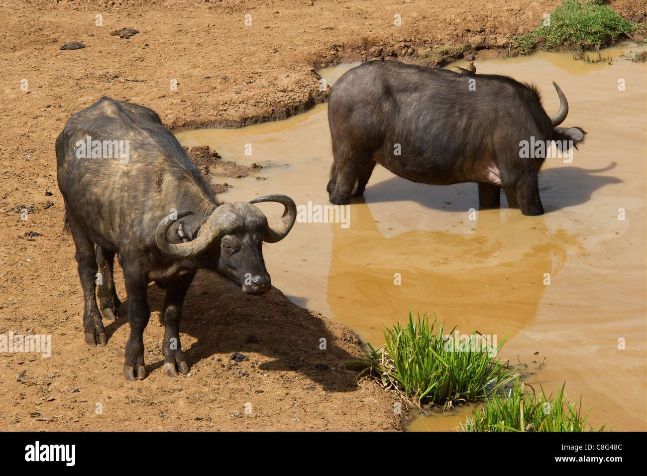 Angry african buffalo hi-res stock photography and images - Alamy