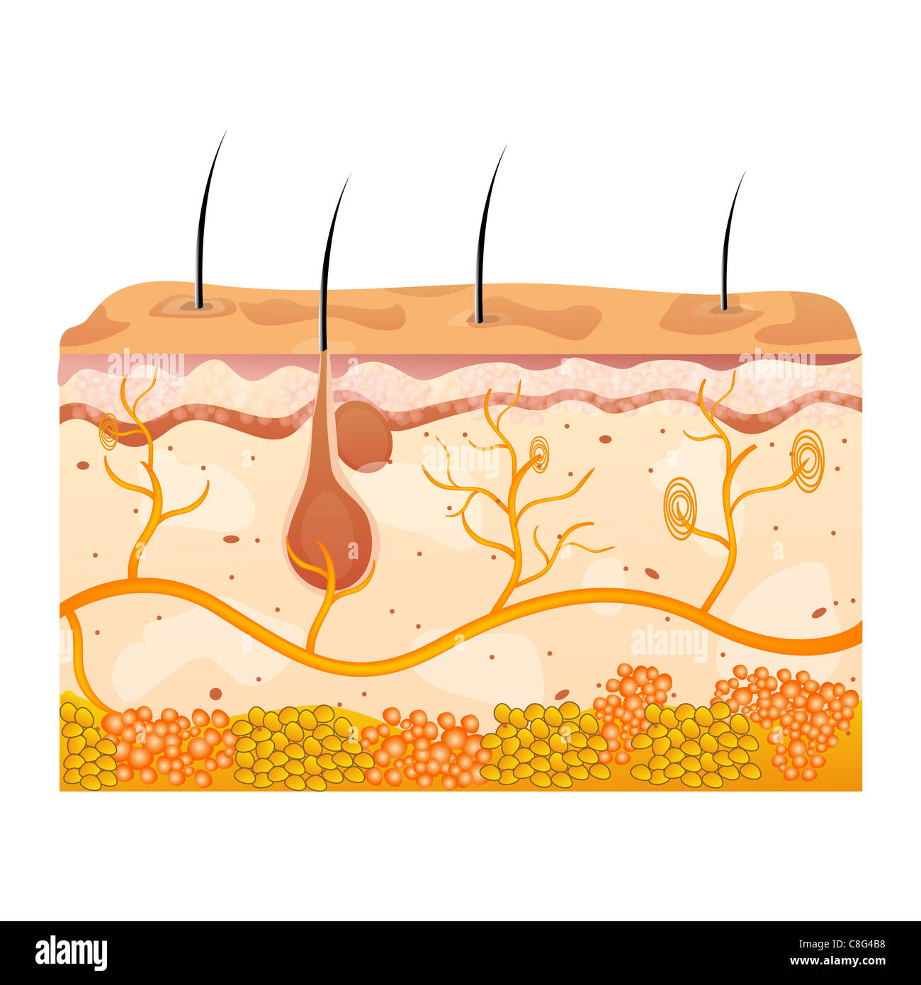 Skin sensory cells hi-res stock photography and images - Alamy