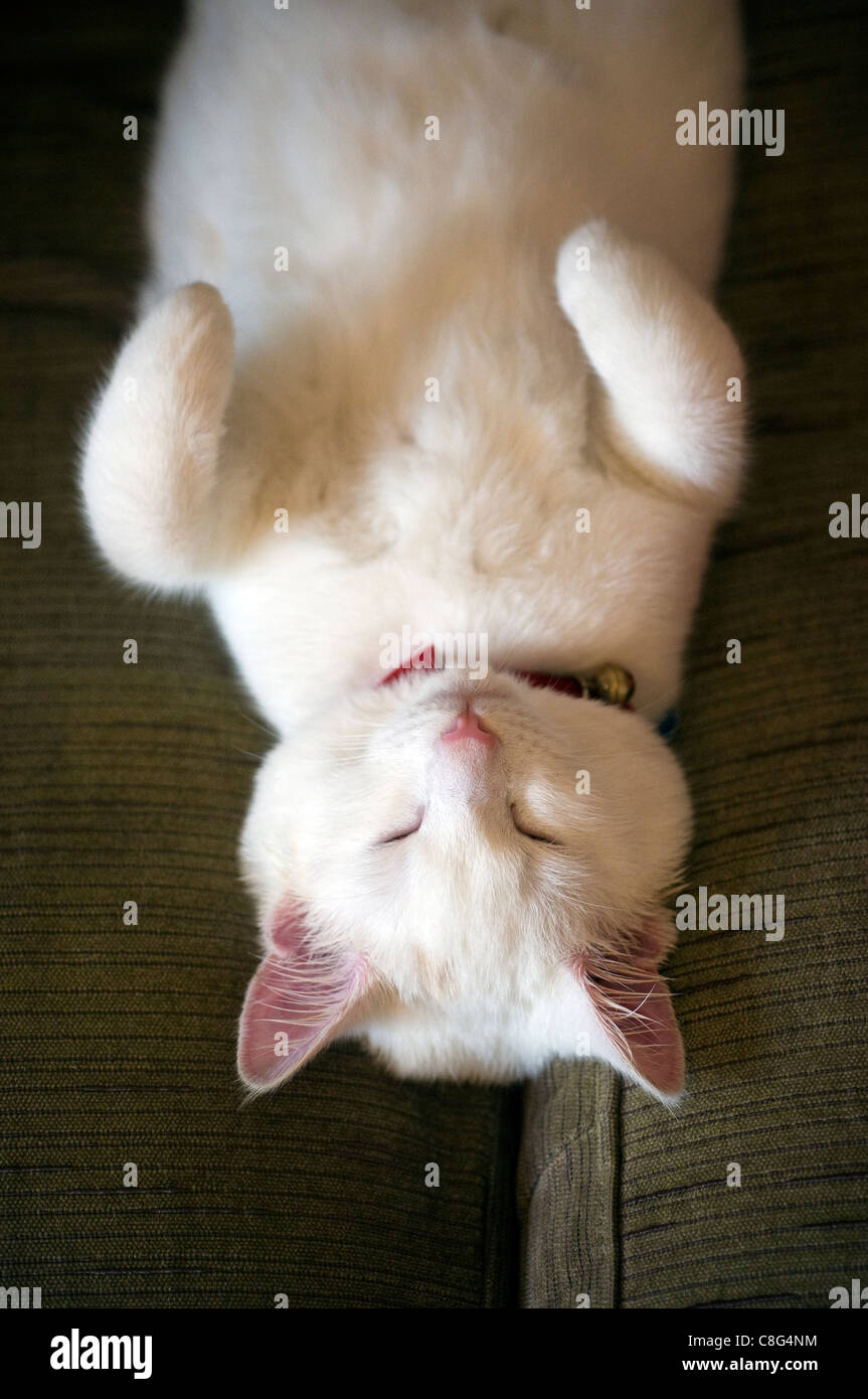 adorable, amazed, animal, background, banter, big, breed, british ...