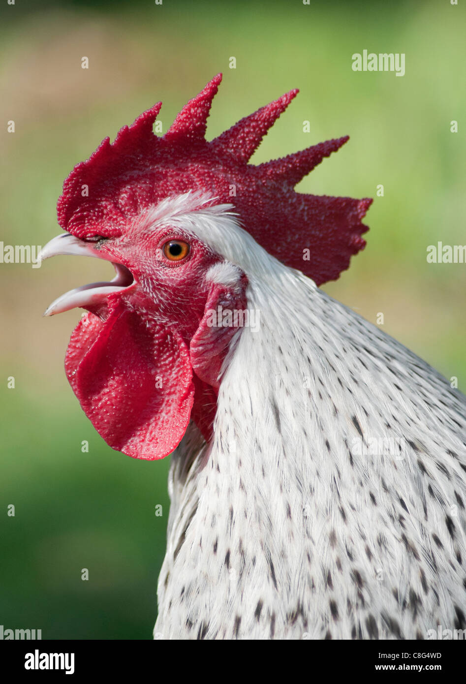 Crowing Rooster Head