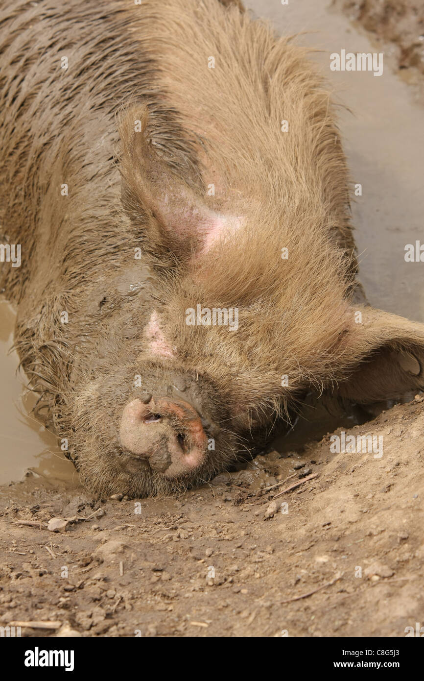 Pig asleep in mud wallow Stock Photo - Alamy