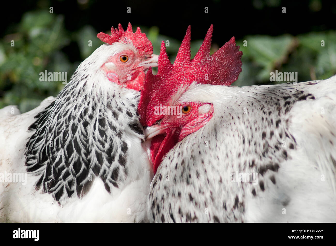Light Sussex Bantam Cockerel and hen Stock Photo - Alamy