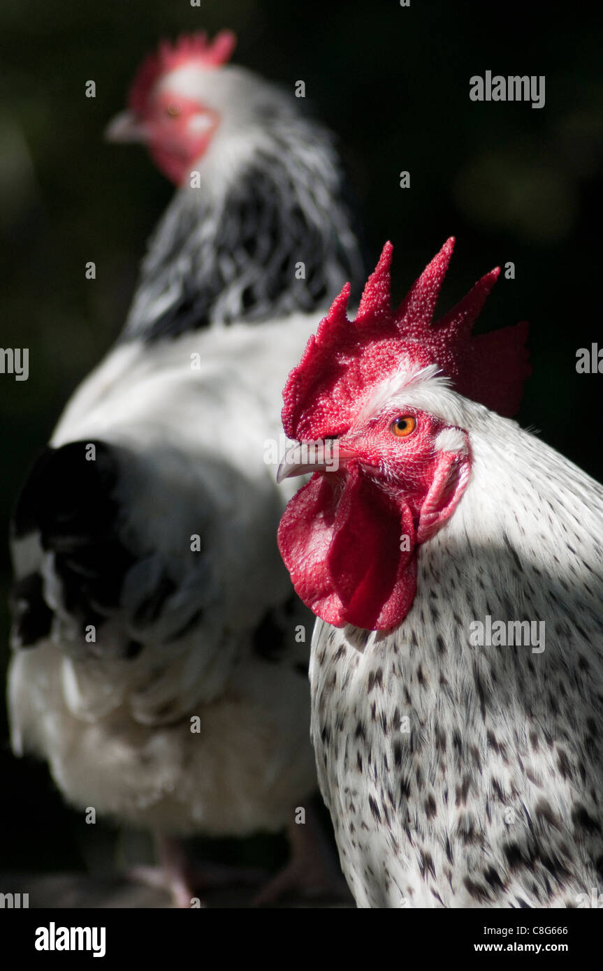 Light Sussex Bantam Cockerel and hen Stock Photo - Alamy