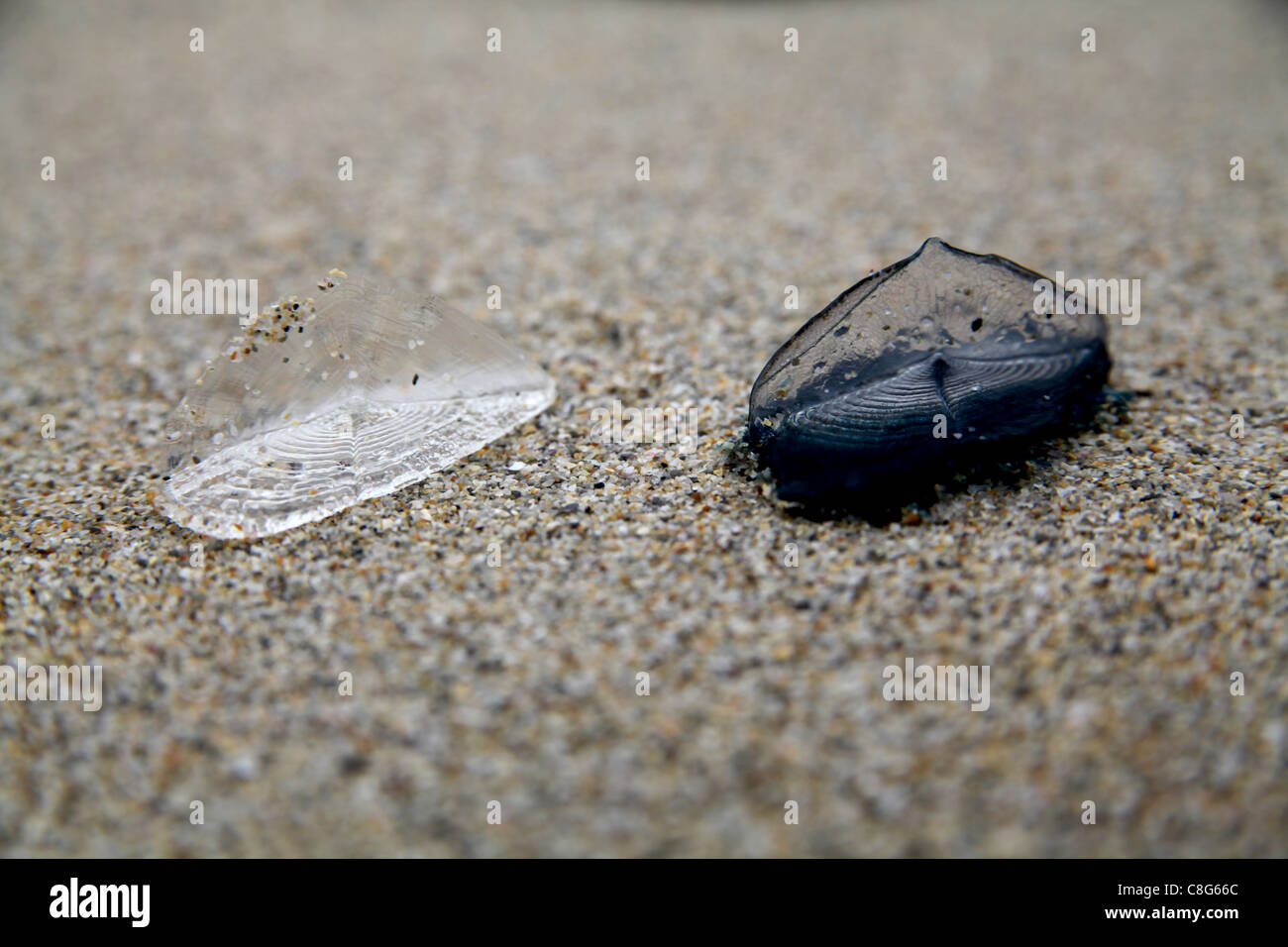 Portrait of 2 Velella velella, By the Wind Sailors washed up on a beach ...
