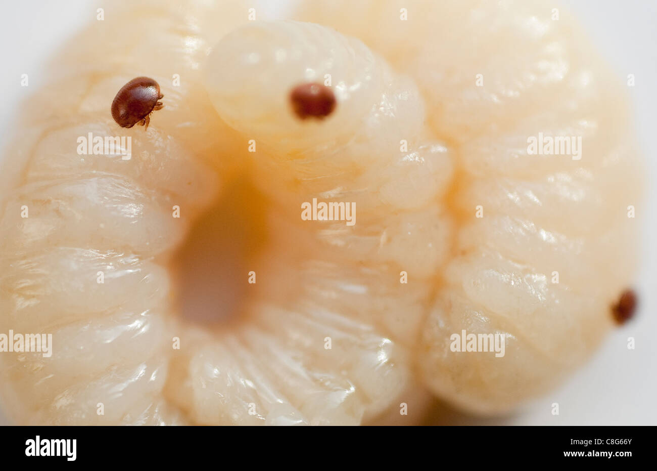 Varroa mite on bee hi-res stock photography and images - Alamy