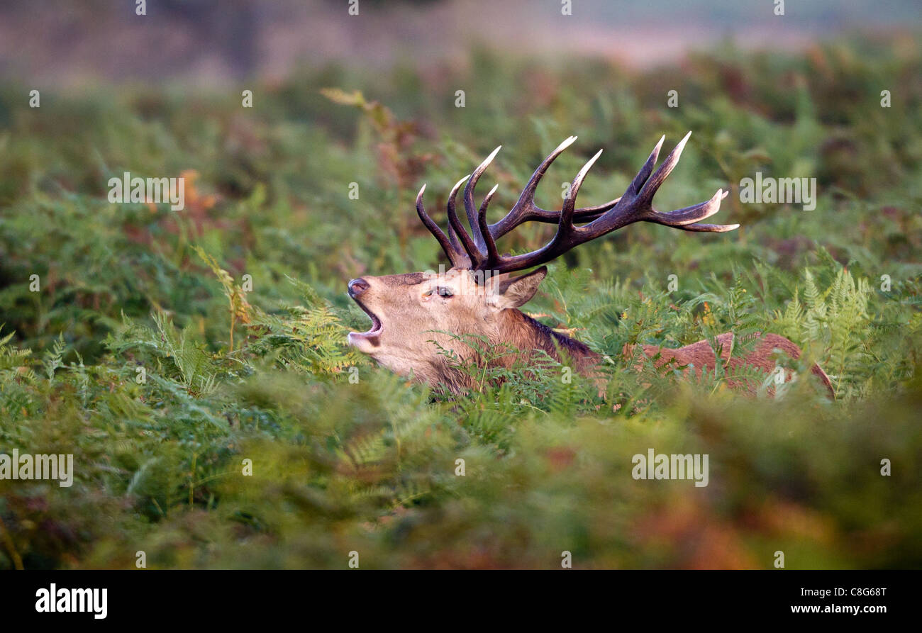 British wildlife deer hi-res stock photography and images - Alamy