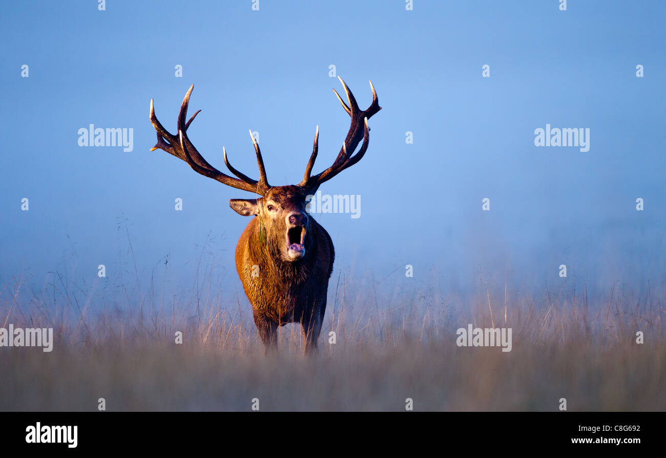 Red deer in the British isles Stock Photo - Alamy