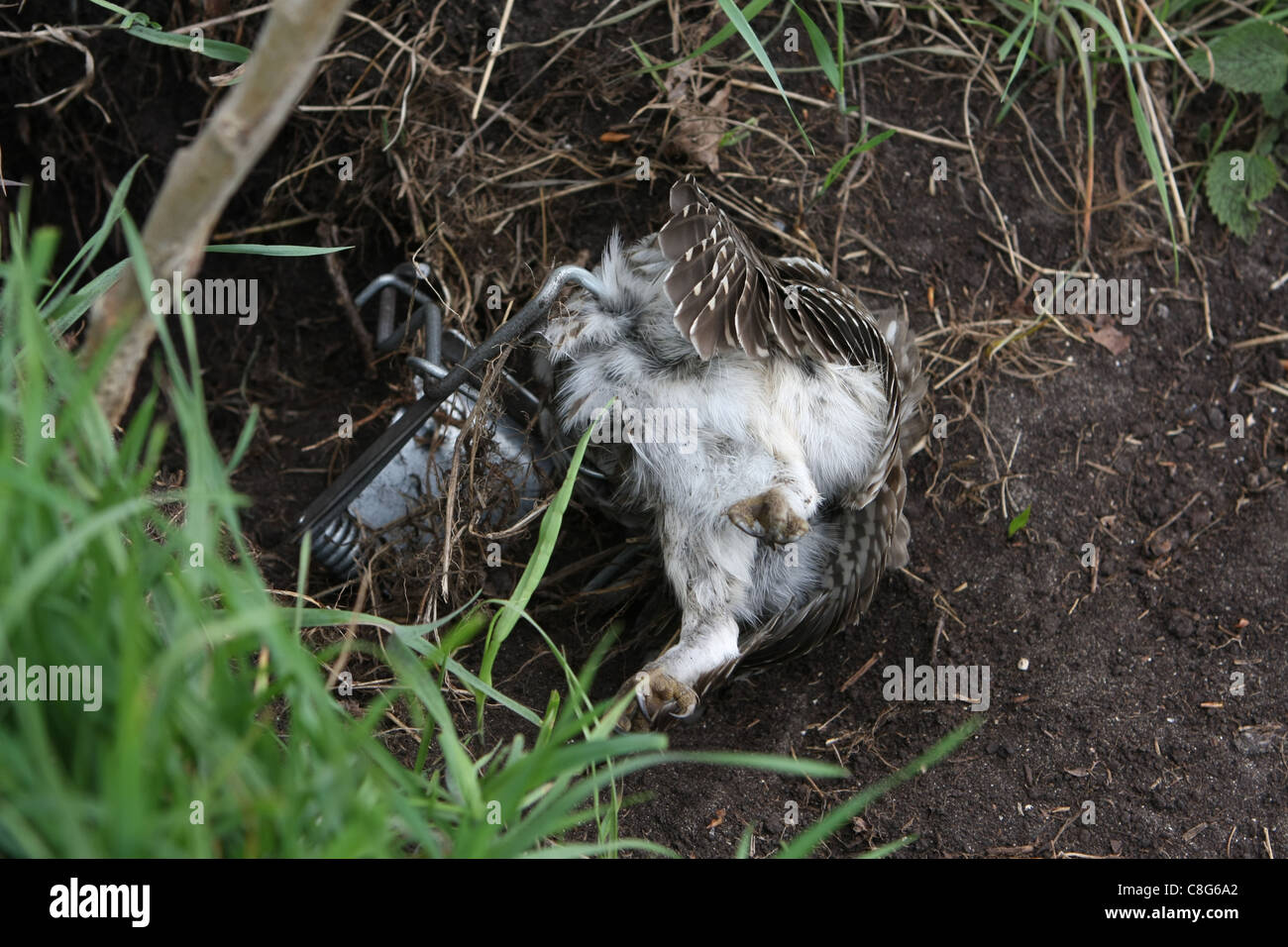 Trapped birds hi-res stock photography and images - Alamy