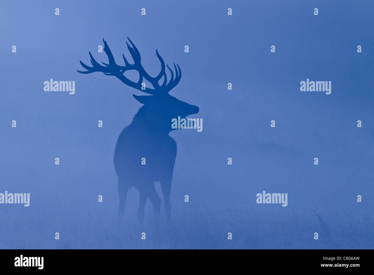Red deer in the British isles Stock Photo - Alamy
