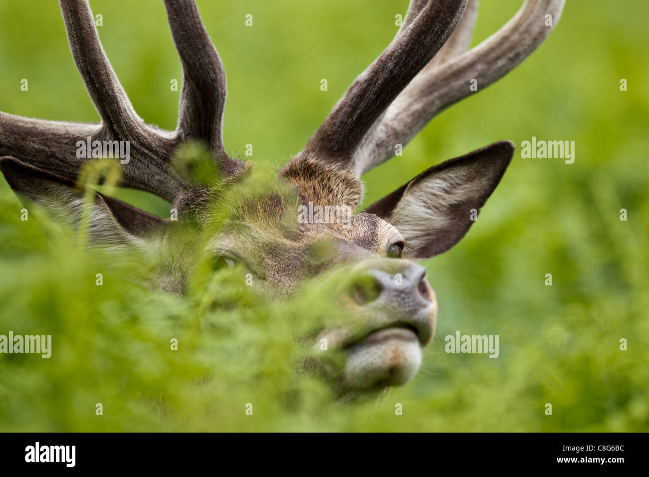 Red deer in the British isles Stock Photo - Alamy