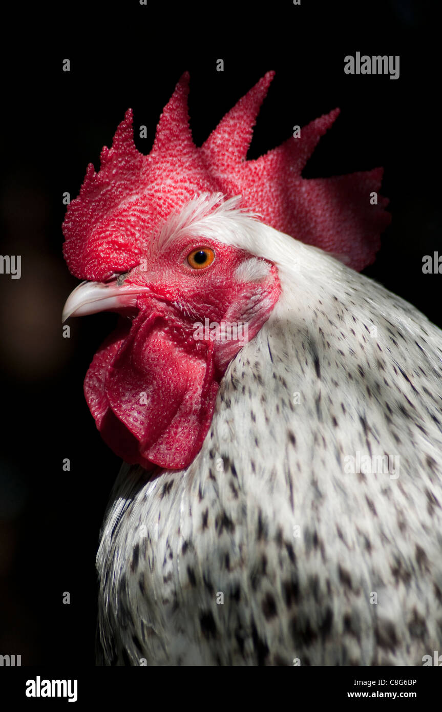 Light Sussex Bantam Cockerel Stock Photo - Alamy