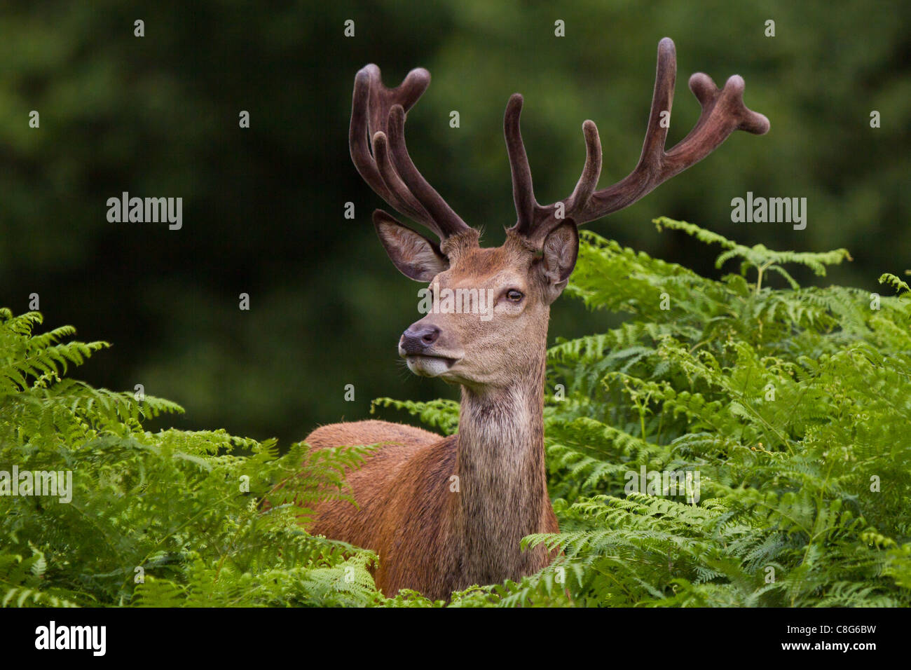 Red deer in the British isles Stock Photo - Alamy
