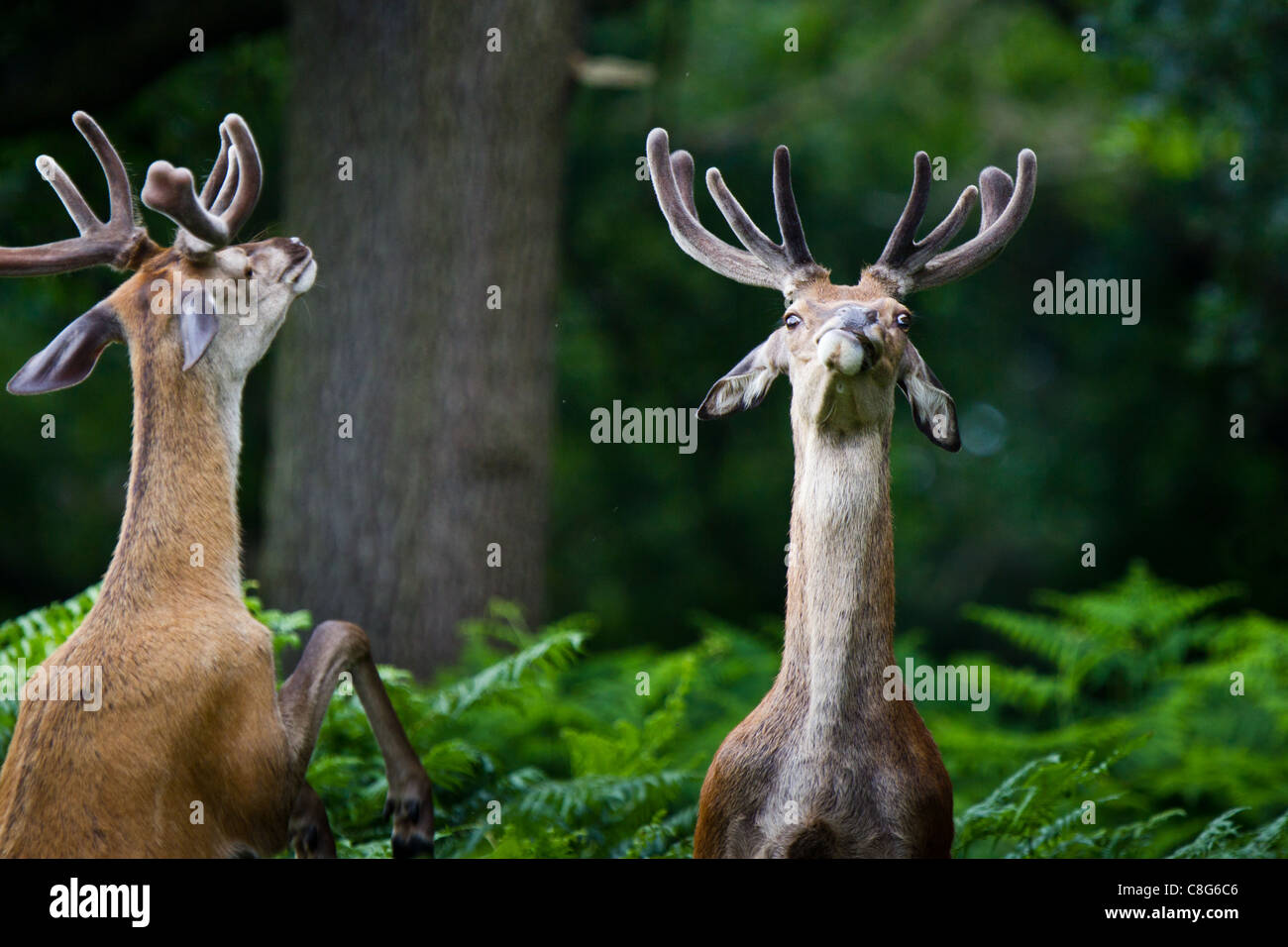 Red deer in the British isles Stock Photo - Alamy