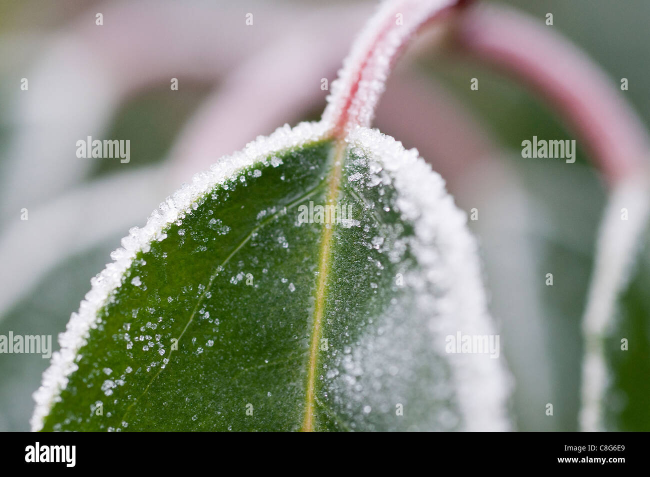 Leaves veins frost ice hi-res stock photography and images - Alamy