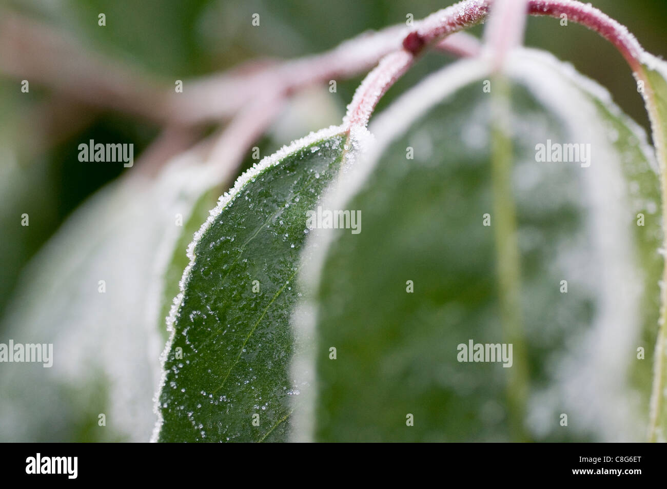 Heavy frost on plant leaves in the garden Stock Photo - Alamy