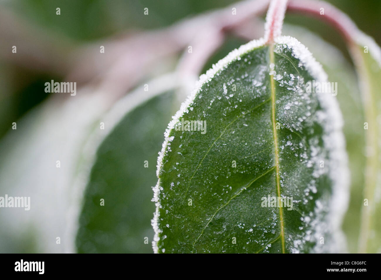 Heavy frost on plant leaves in the garden Stock Photo - Alamy