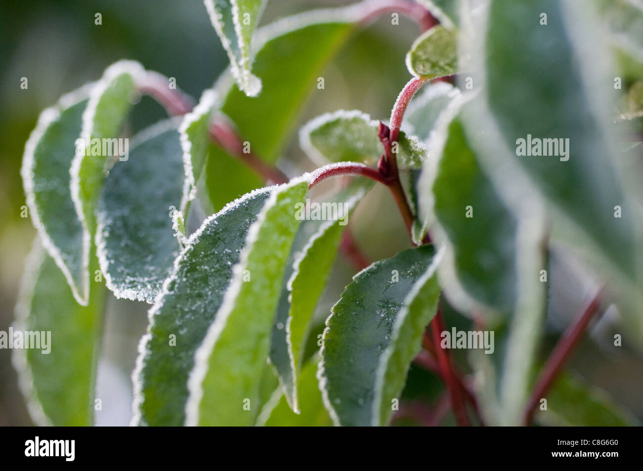 Heavy frost on plant leaves in the garden Stock Photo - Alamy