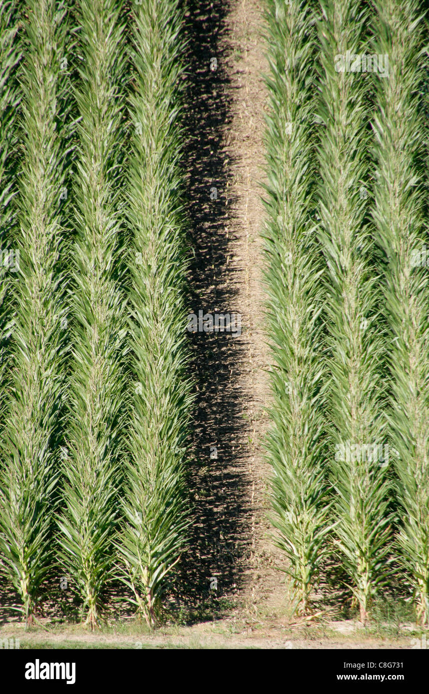 Corn cultivation hi-res stock photography and images - Alamy