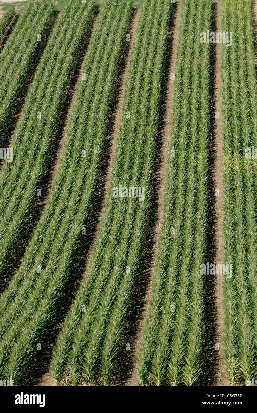 maize growing in rows on hillside Stock Photo - Alamy