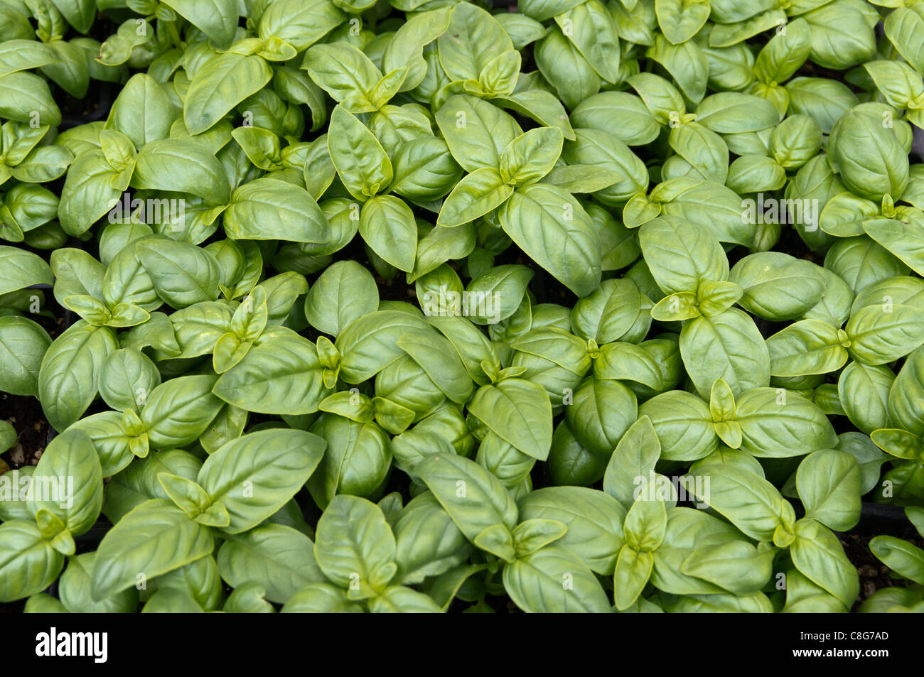 Basil plants on display at the farmer's market Stock Photo - Alamy