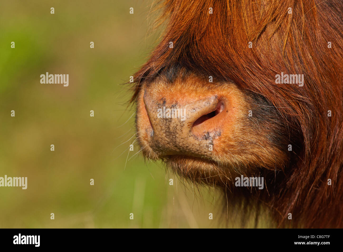 Highland cattle nose hi-res stock photography and images - Alamy