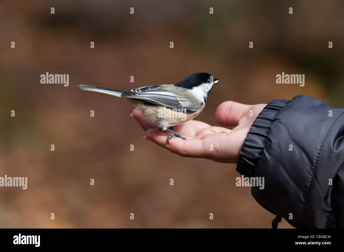 Ottawa Bird High Resolution Stock Photography and Images - Alamy