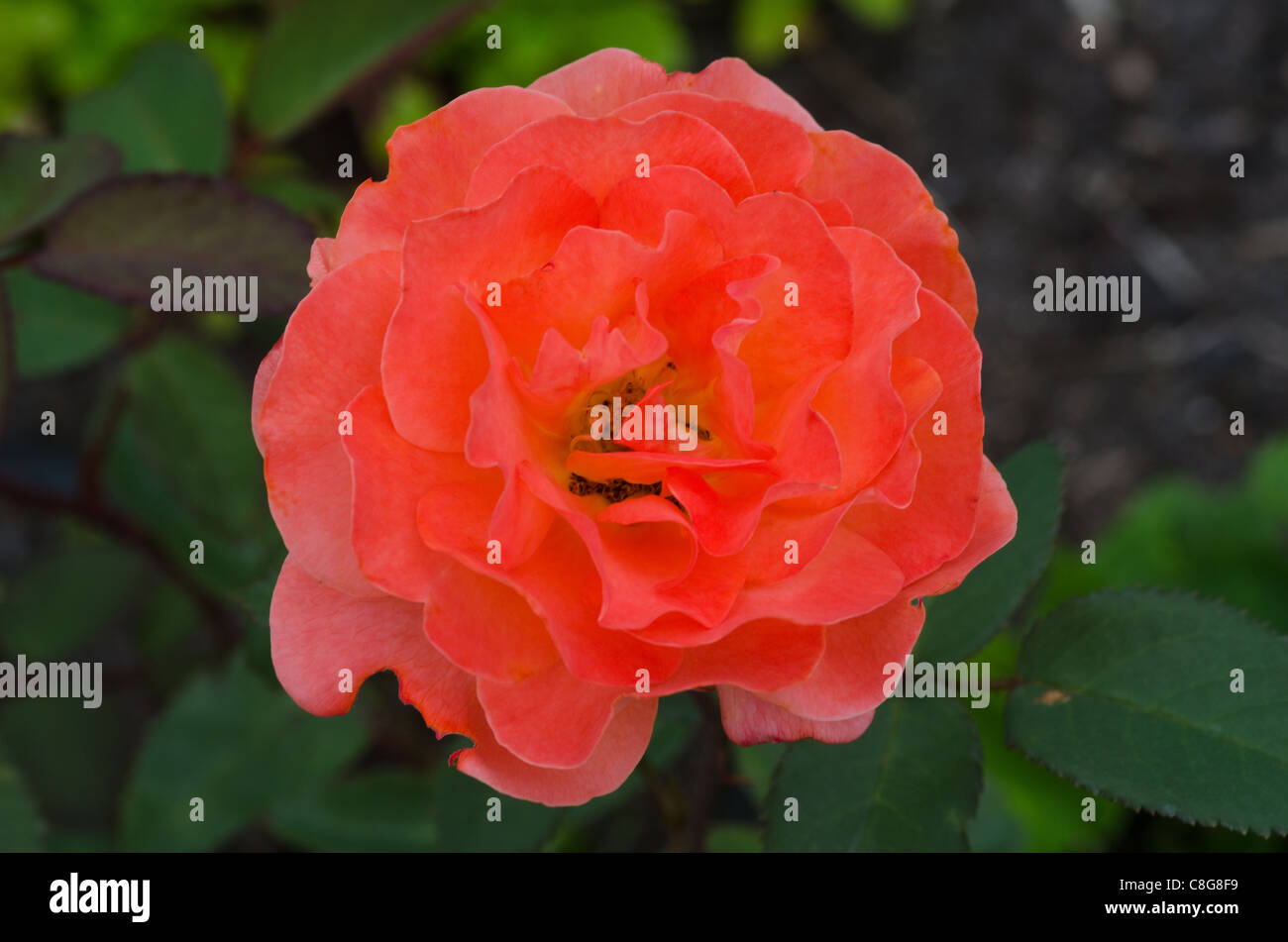 Flower of a light red rose in front of dark background Stock Photo - Alamy