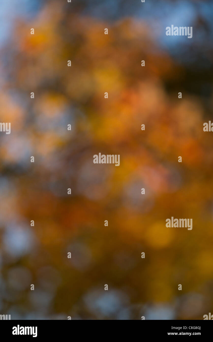 fall autumn concept blurry bokeh Stock Photo - Alamy