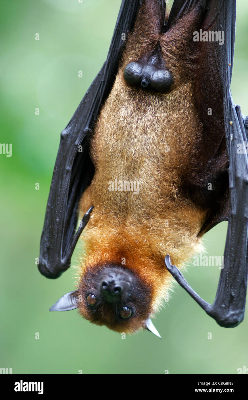 Megabats or Megachiroptera, family Pteropodidae of the order Stock ...