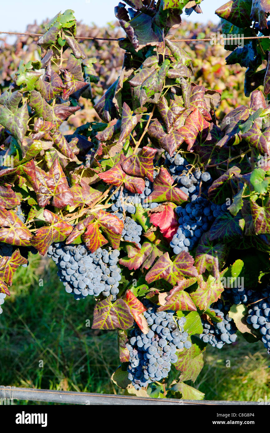 Alicante bouschet hi-res stock photography and images - Alamy