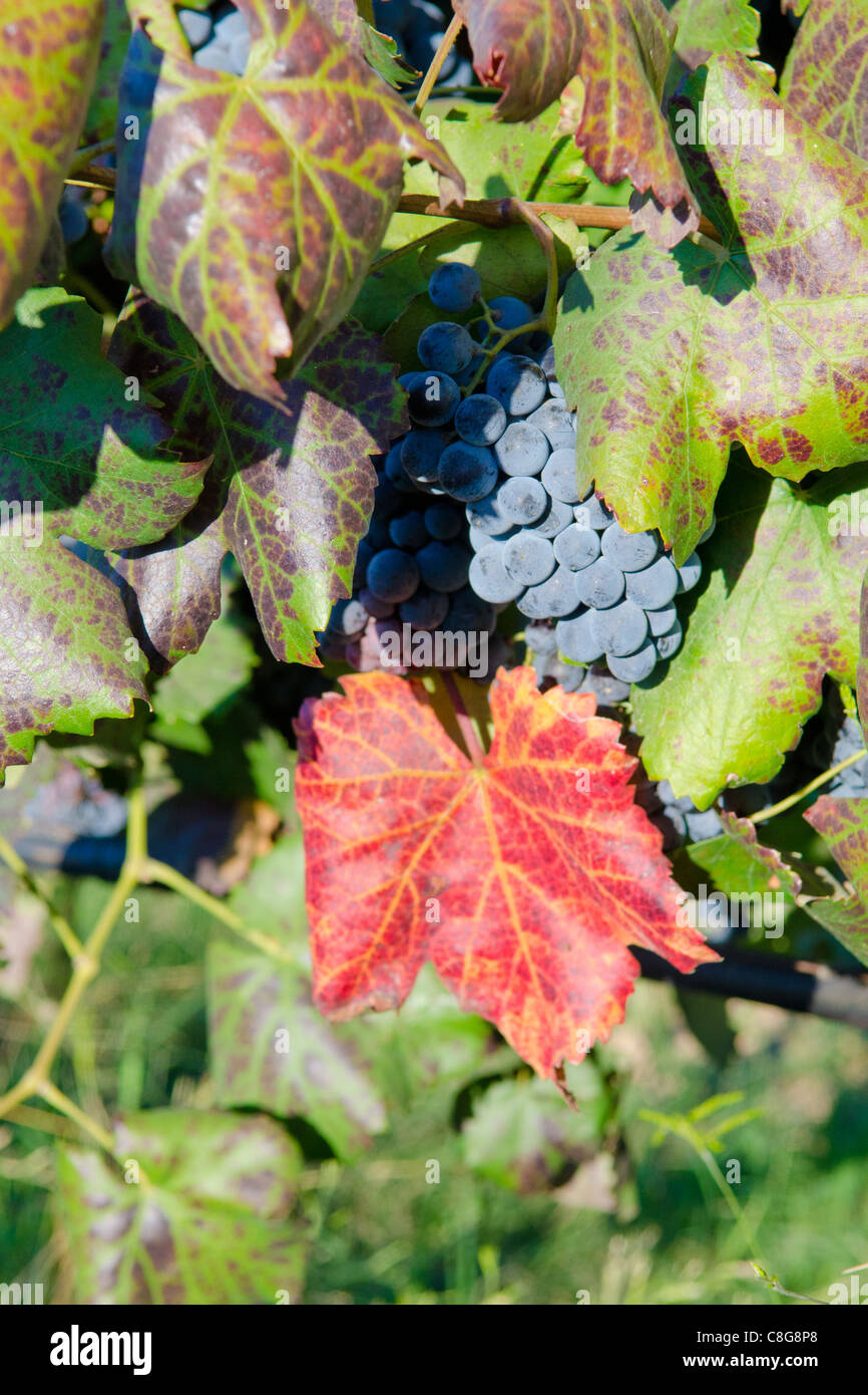 Alicante wine hi-res stock photography and images - Alamy