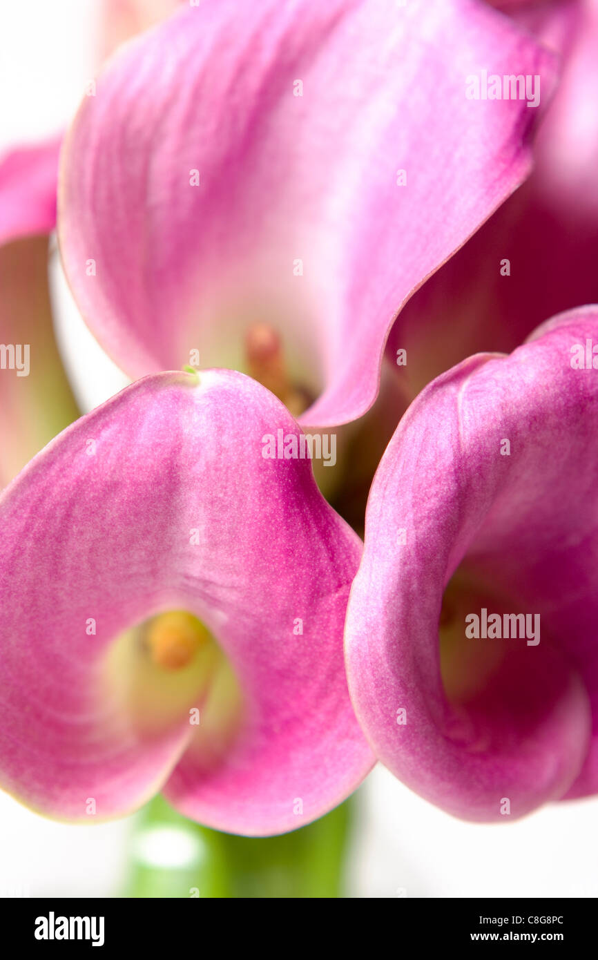 Pink mini dwarf calla lilies Stock Photo - Alamy