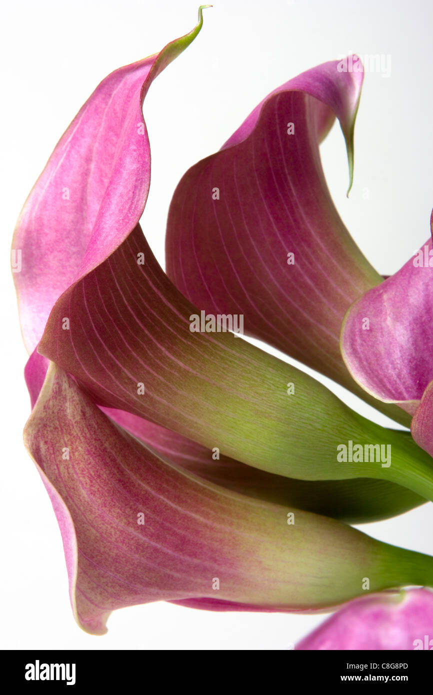 Pink mini dwarf calla lilies Stock Photo - Alamy