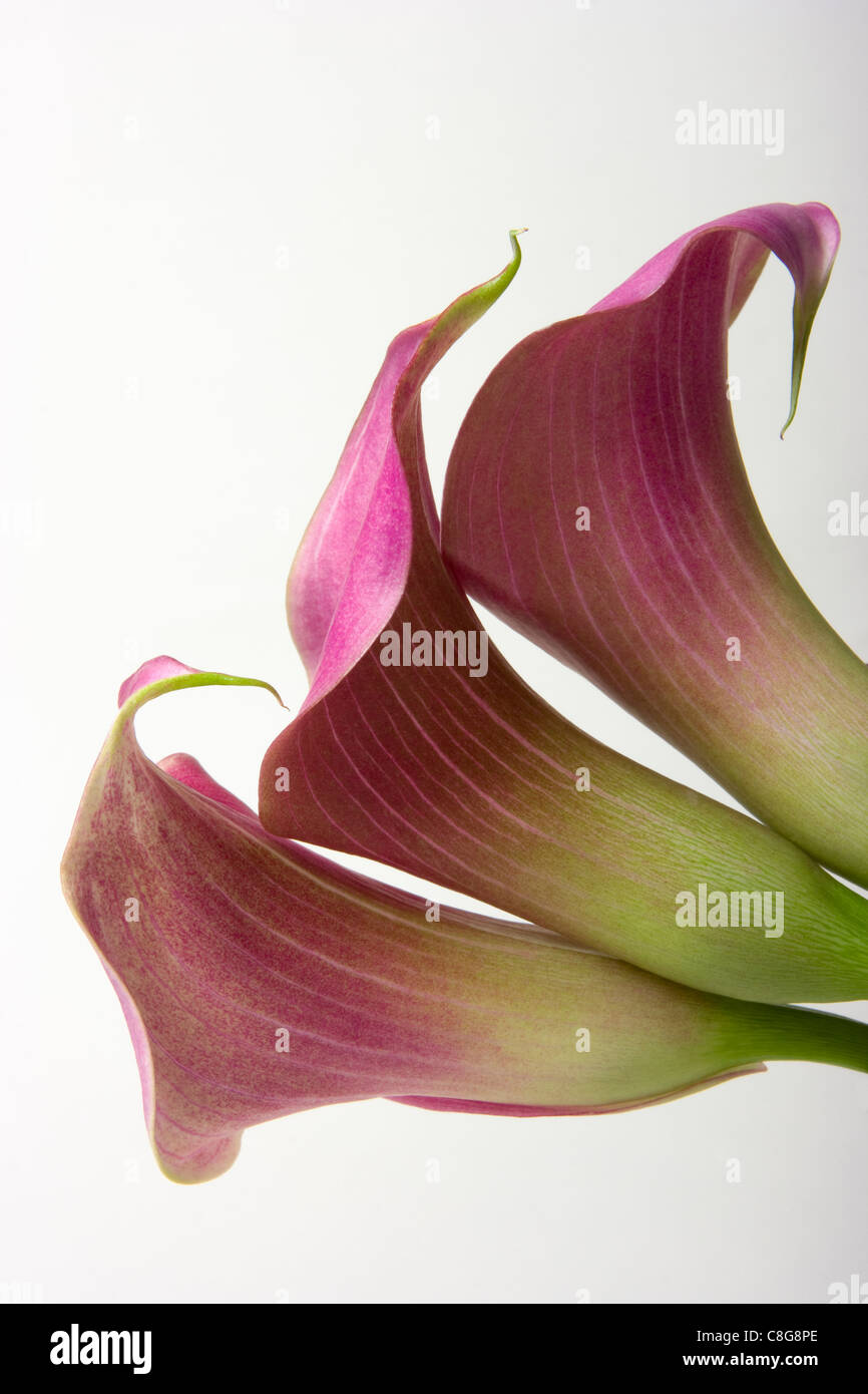 Pink calla lily zantedeschia rehmannii hi-res stock photography and ...