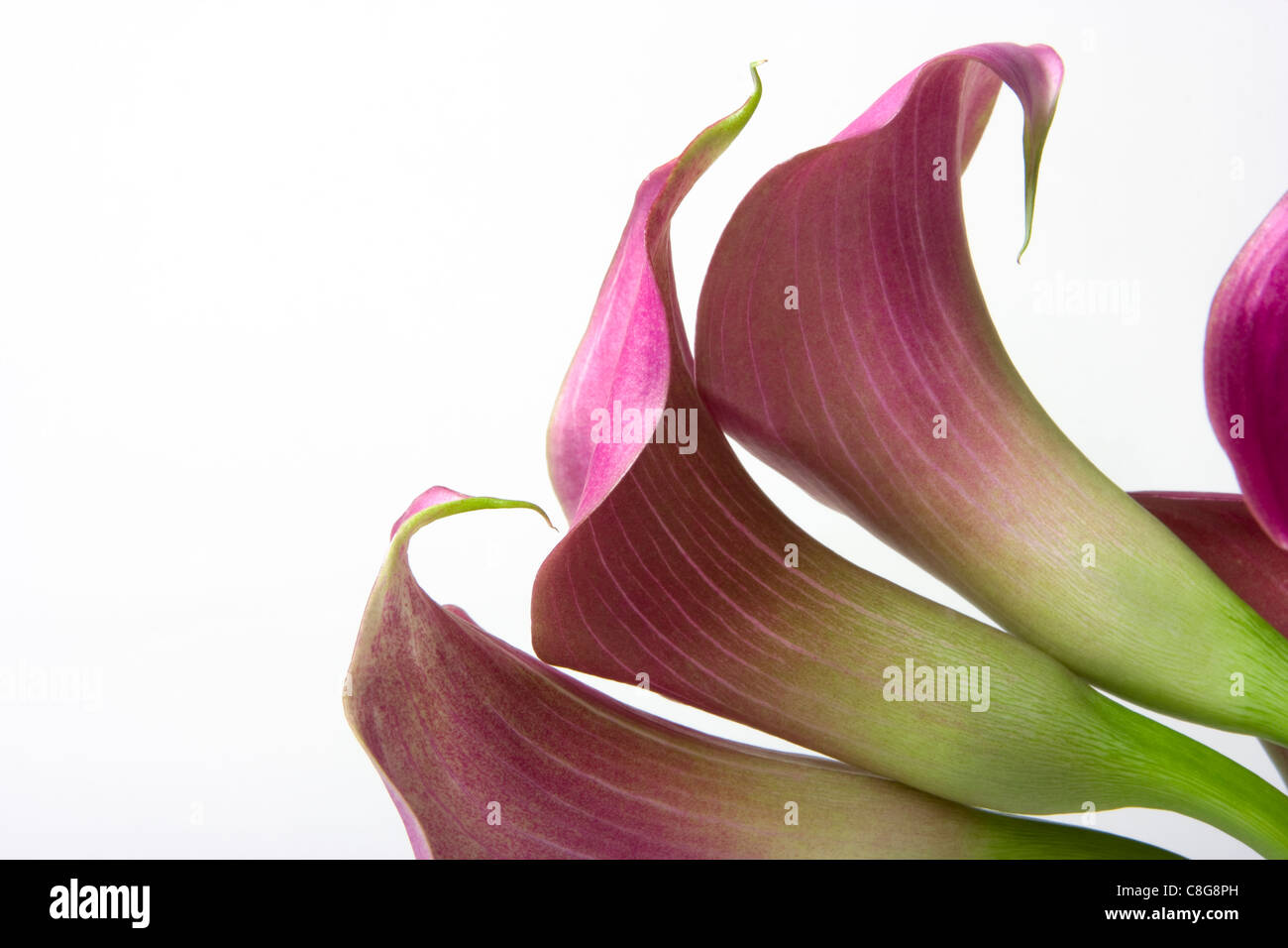 Pink mini dwarf calla lilies Stock Photo - Alamy