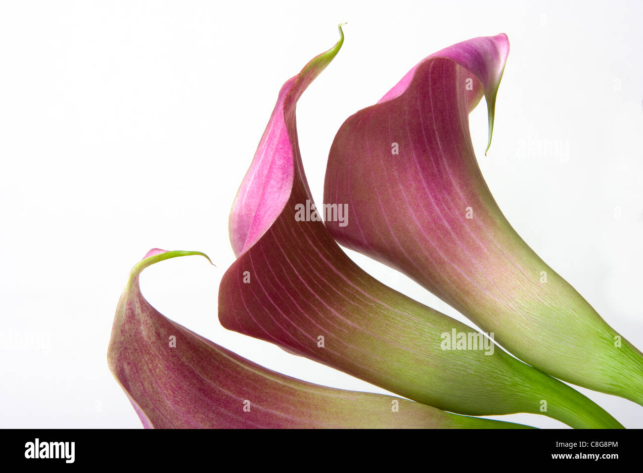 Pink mini dwarf calla lilies Stock Photo - Alamy