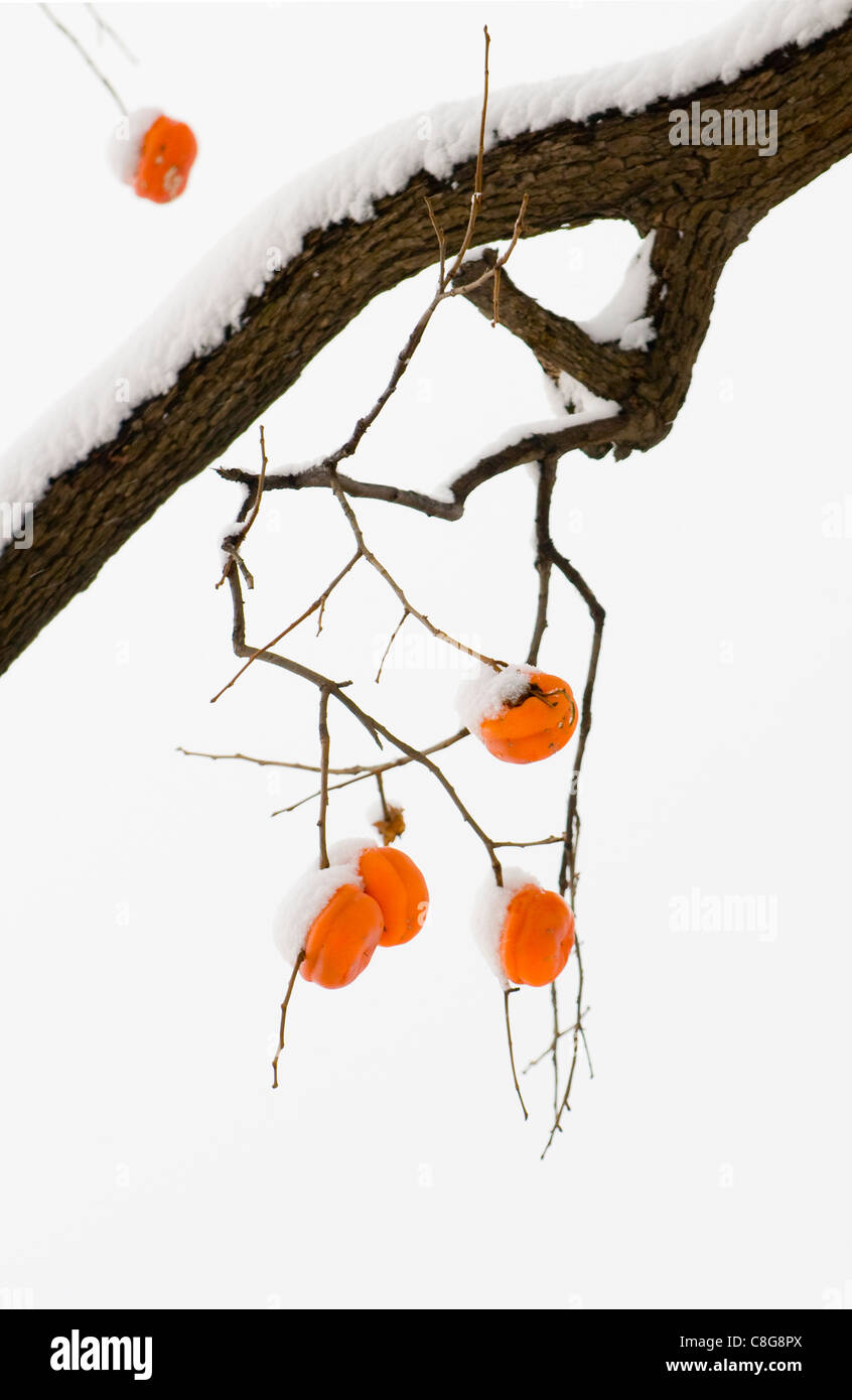 Persimmons growing tree branch hi-res stock photography and images - Alamy