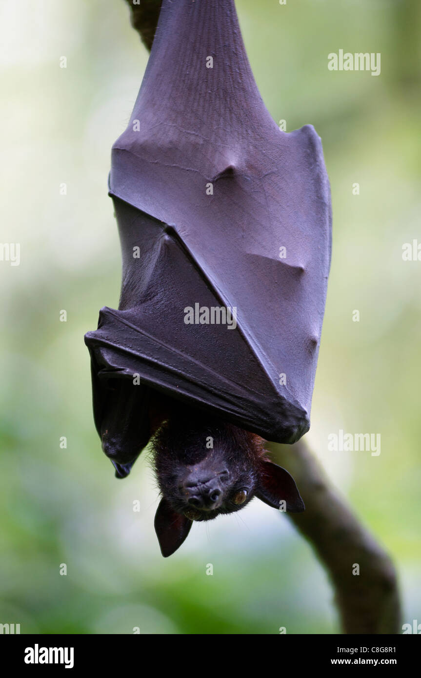 Megachiroptera Stock Photos & Megachiroptera Stock Images - Alamy