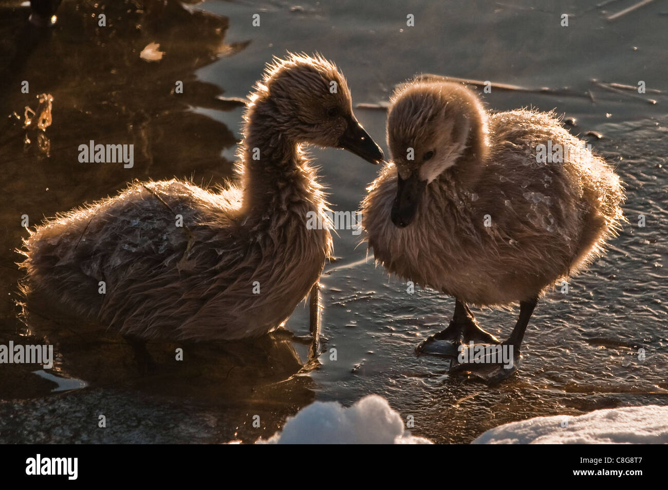 Two Baby Swans Whispering Stock Photo - Alamy