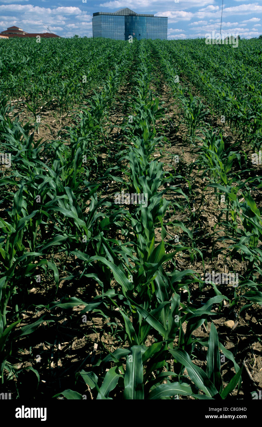 Corn field near Madison Wisconsin Stock Photo - Alamy