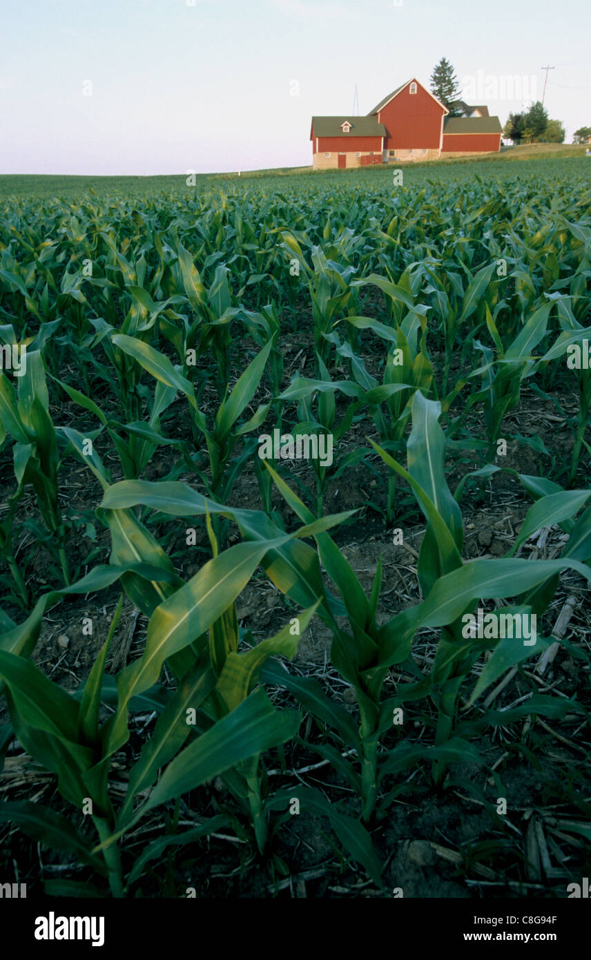 Corn field near Madison Wisconsin Stock Photo - Alamy