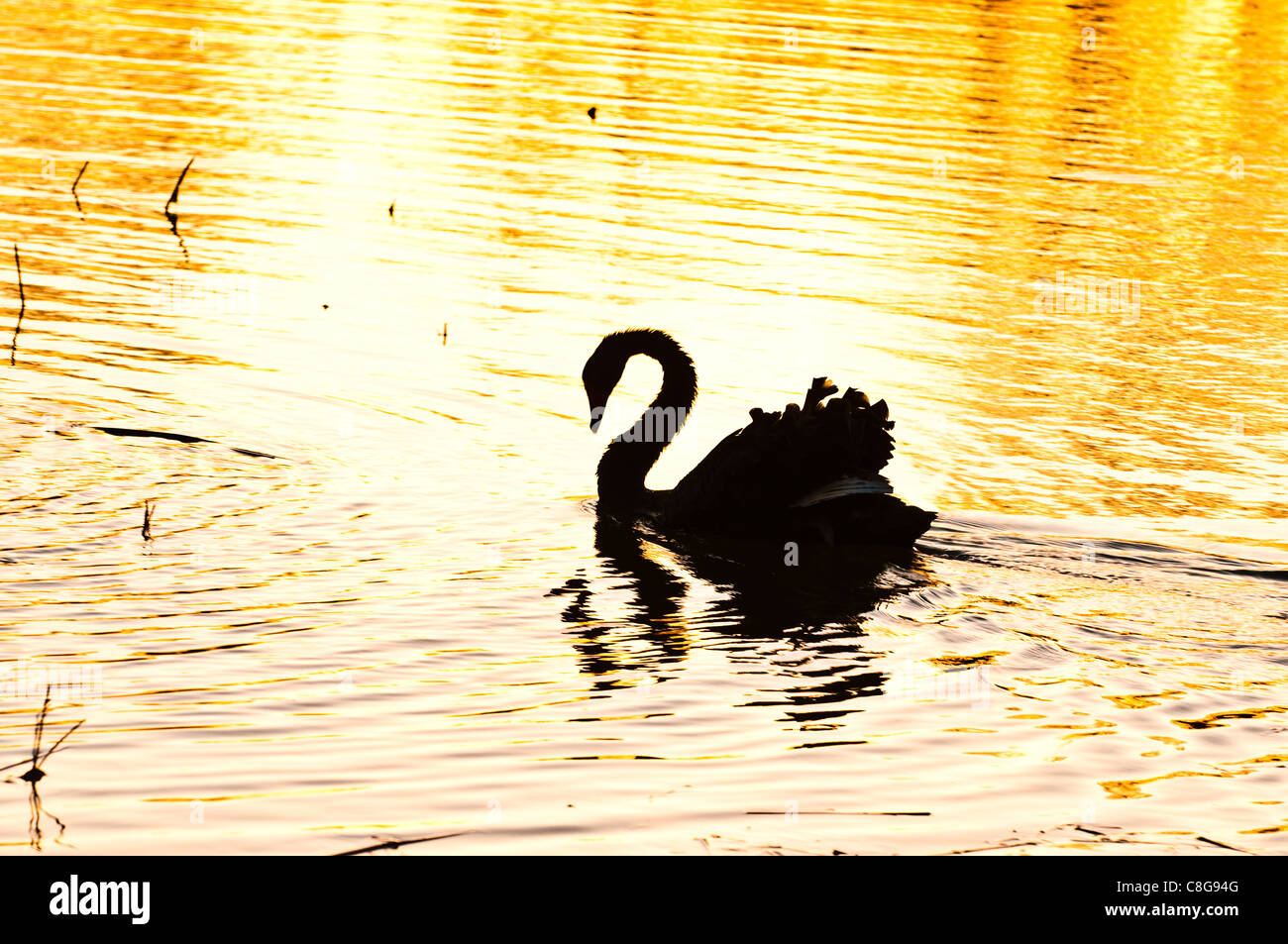 Swan Swimming at Sunset Stock Photo - Alamy