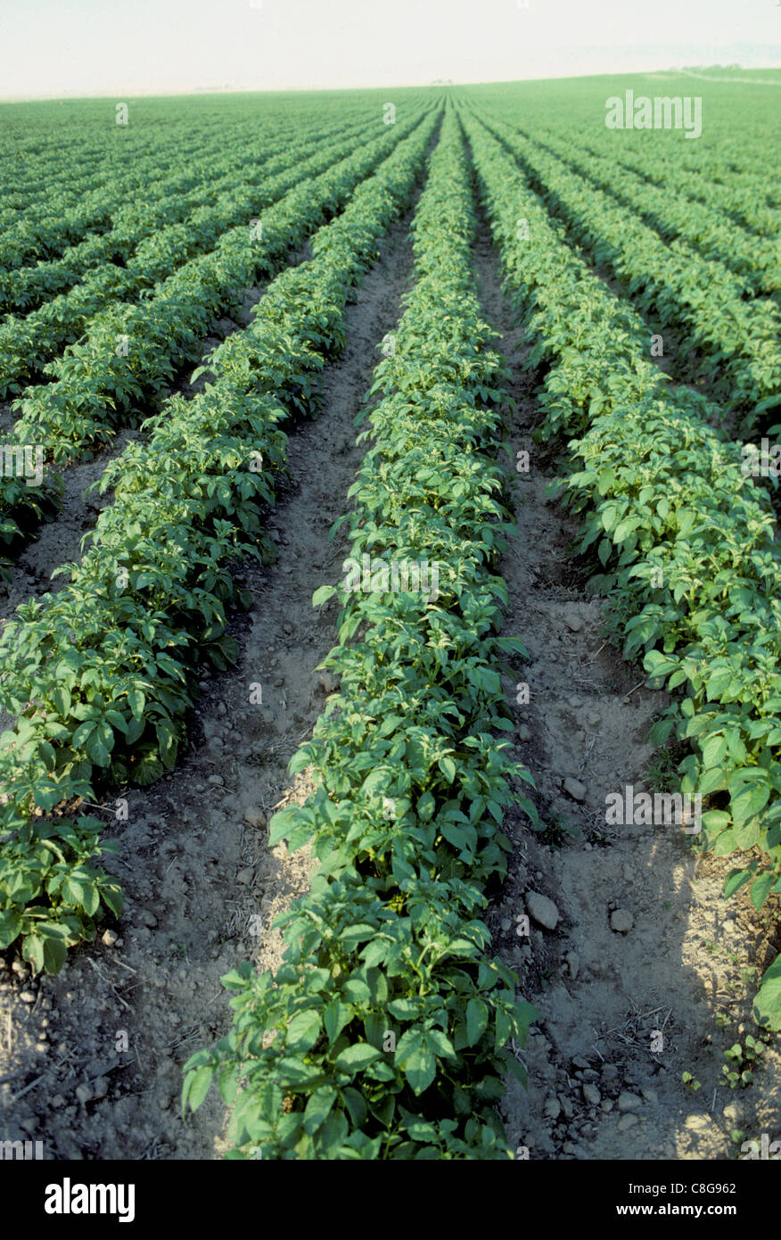 Potato field in eastern Idaho Stock Photo - Alamy