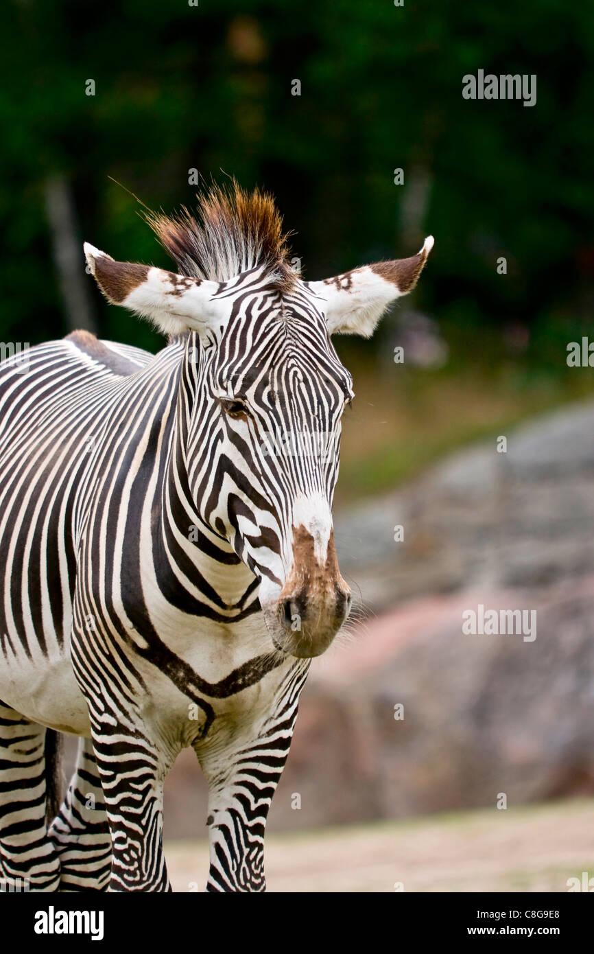 White Zulu High Resolution Stock Photography and Images - Alamy