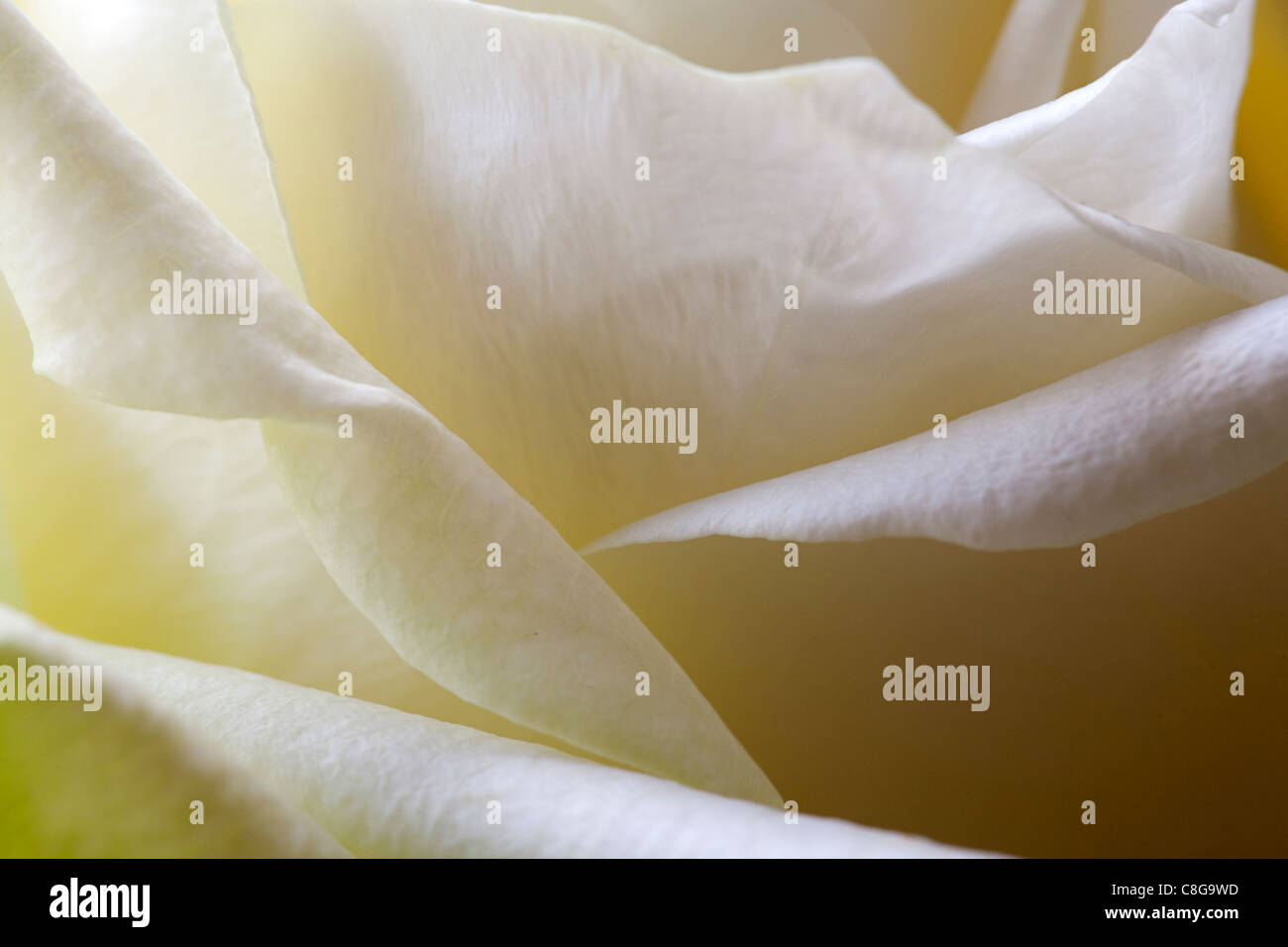 Closeup of the side of a white rose Stock Photo - Alamy