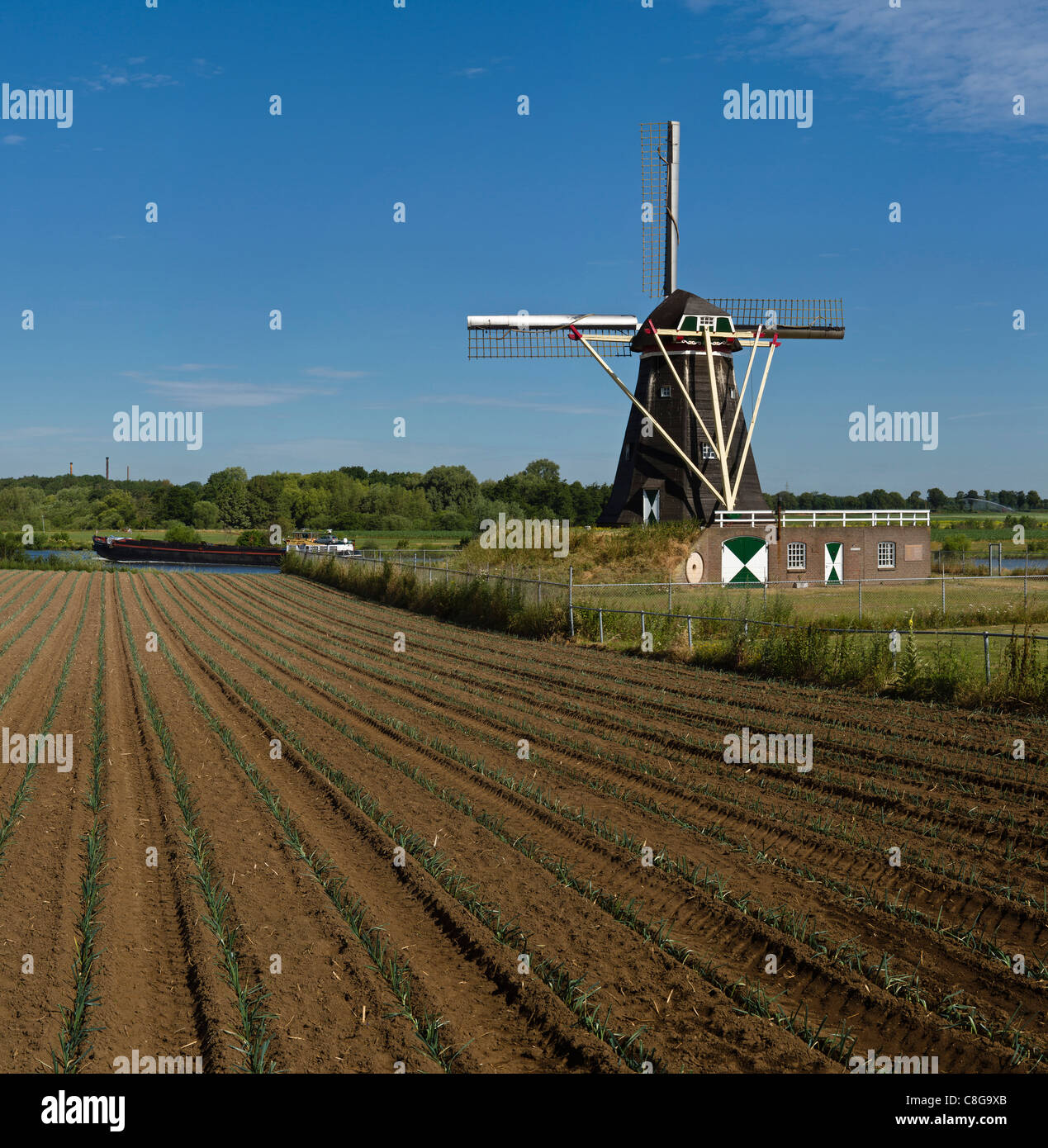 Netherlands, Europe, Holland, Limburg, Beesel, Grey Bear, windmill ...