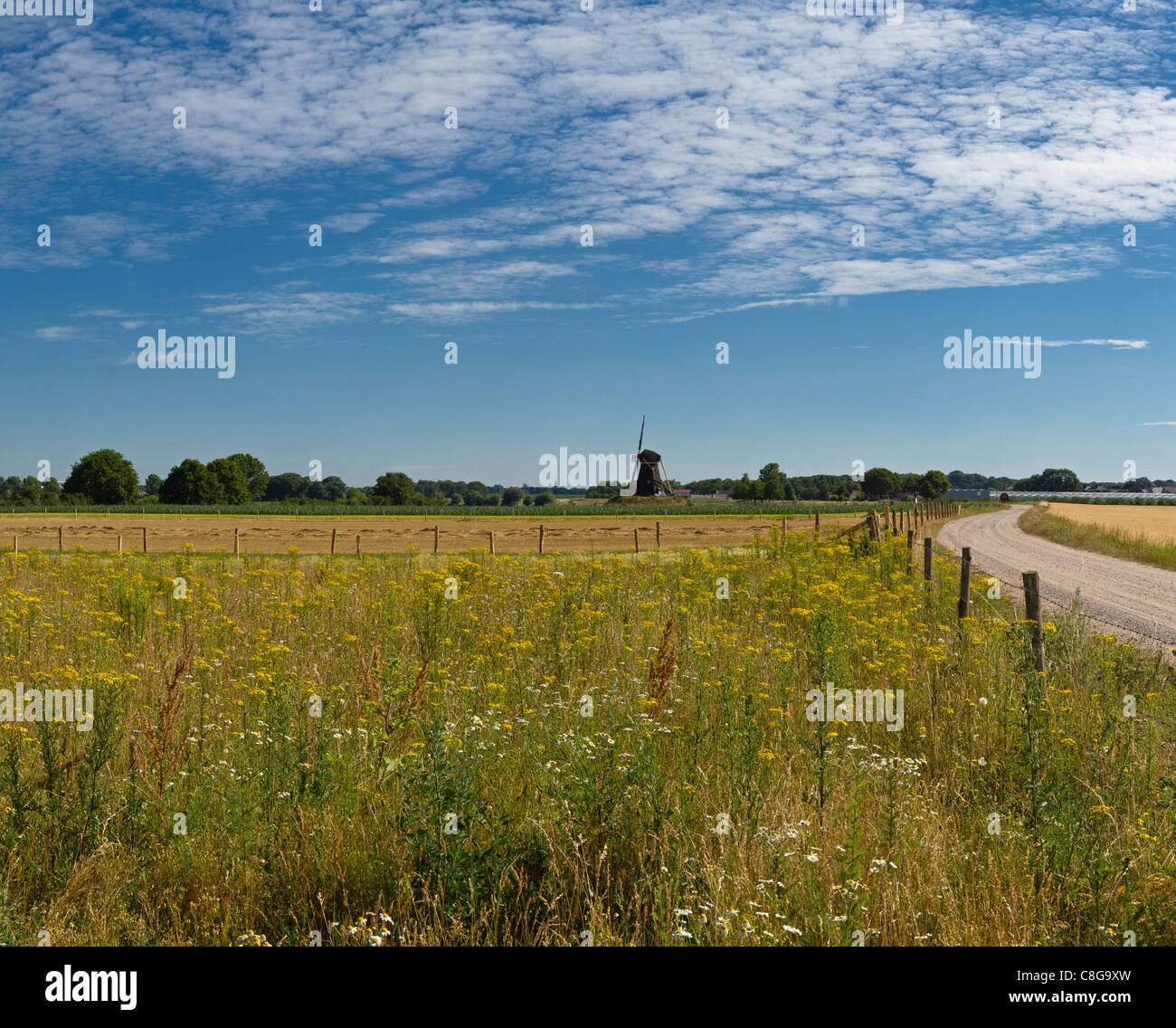 Netherlands, Europe, Holland, Limburg, Beesel, Grey Bear, windmill ...