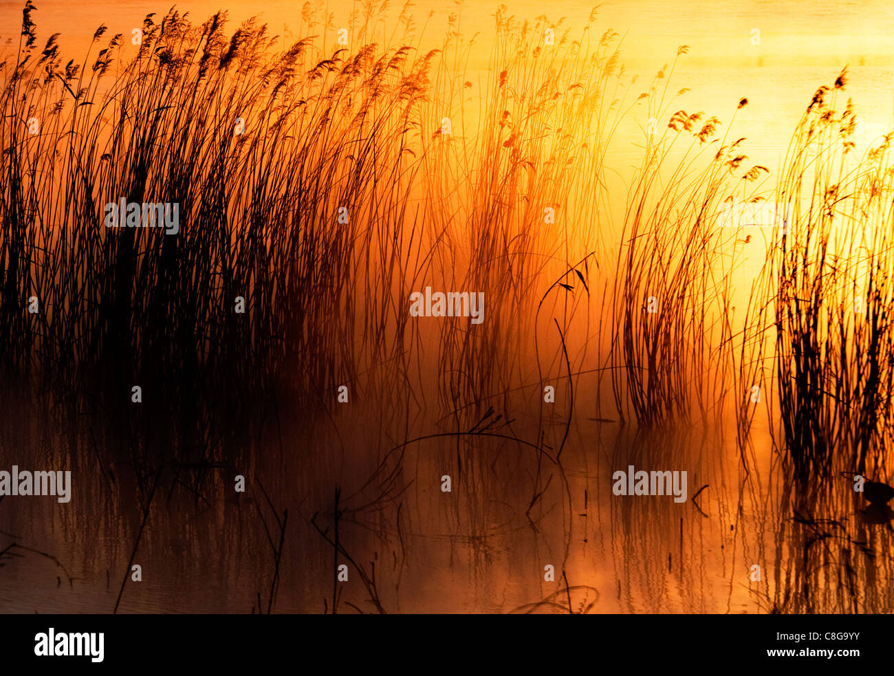 Glowing seagrass hi-res stock photography and images - Alamy