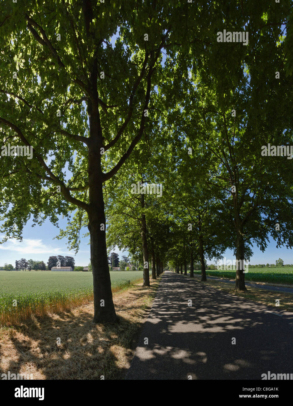 Shady hi-res stock photography and images - Alamy