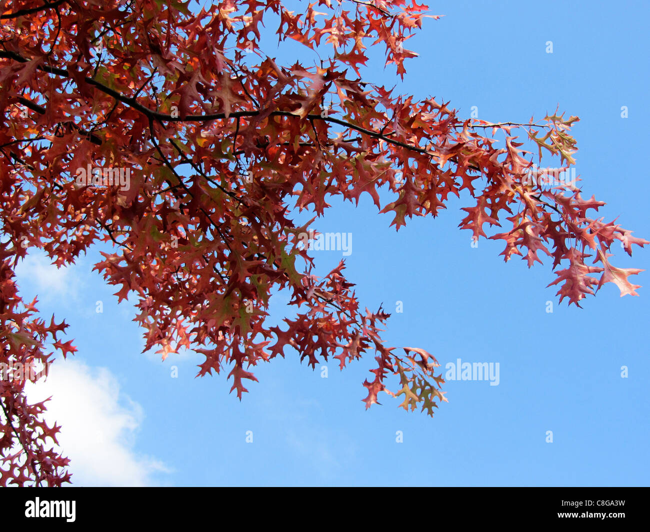 Northern red oak hi-res stock photography and images - Alamy